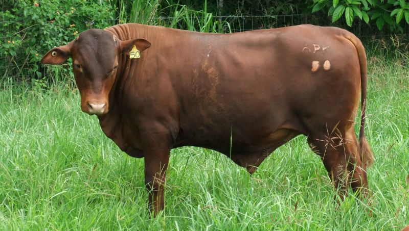 Pinnacle Pocket Cattle :: CATTLE SALES